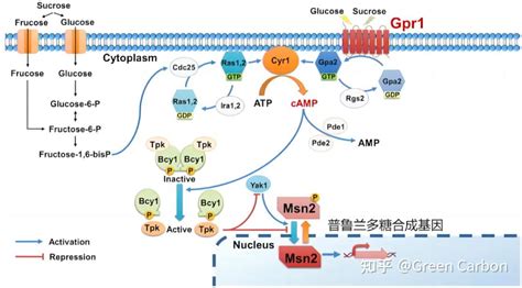 刘光磊教授与green Carbon │ 短梗霉作为高产胞外多糖酵母底盘的潜力 知乎
