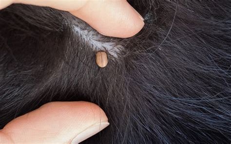 Skin Tags On Dogs Identification Causes And Treatments