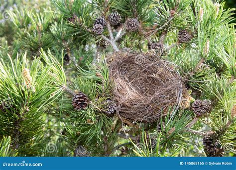 Empty Bird Nest In Pine Tree Stock Image Image Of Birth Security