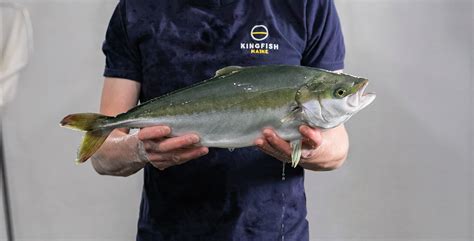 Yellowtail Kingfish