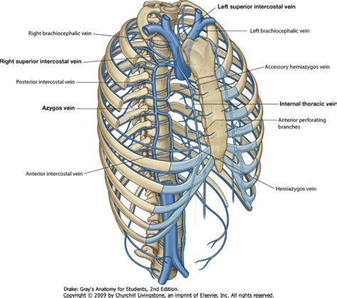 Thoraxvenous Structuresuperior And Supreme Intercostal Veins