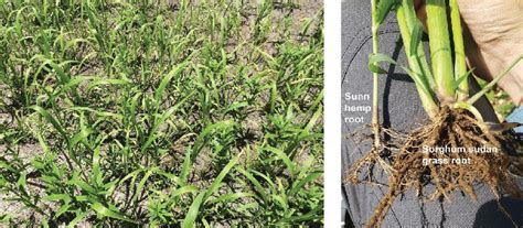 Sunn Hemp And Sorghum Sudangrass Grown In Mixture At Five Weeks After