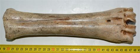 Bison Sp Metatarsal Bone 285 Mm Fossilwebhop