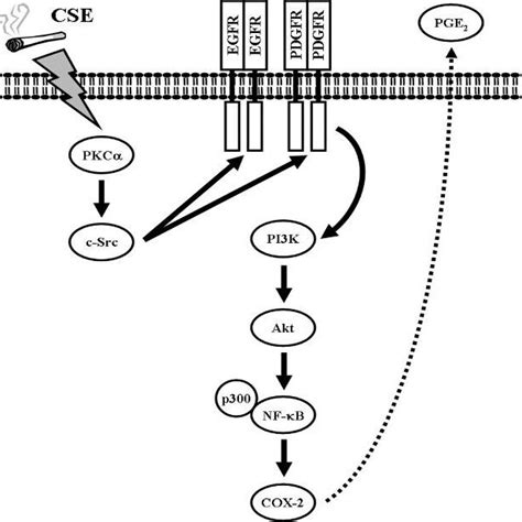 COX 2 Dependent Intracellular Signaling Cascade Activated By Growth