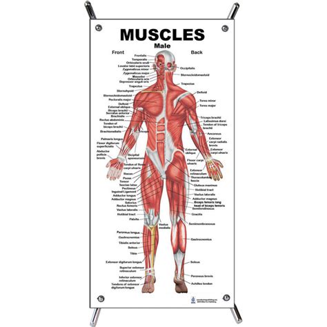 Muscular Anatomy Poster