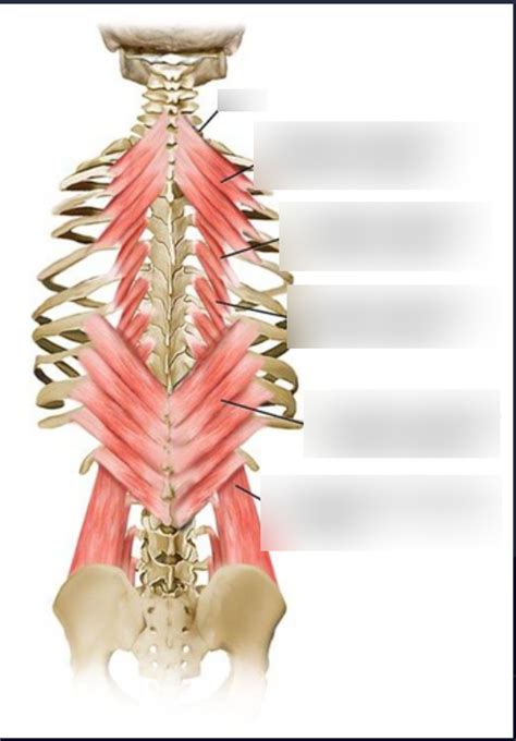Other Back Muscles Diagram Quizlet