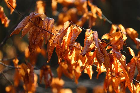떨어지다 나뭇잎 가을에 가 Pixabay의 무료 사진 Pixabay