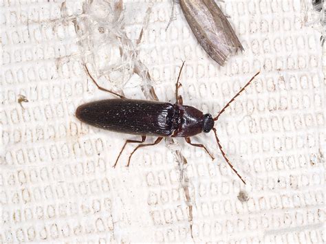 ハネナガクシコメツキ Melanotus matsumurai 夜間飛行 灯火にあつまる秋田県の昆虫