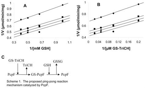 Double Reciprocal Plots Of Initial Velocities Of Pcpf Against Substrate