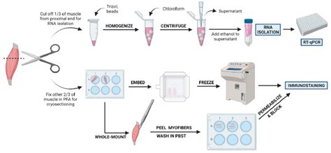 Schematic Protocol Overview Schematic Overview Of Tissue Processing In