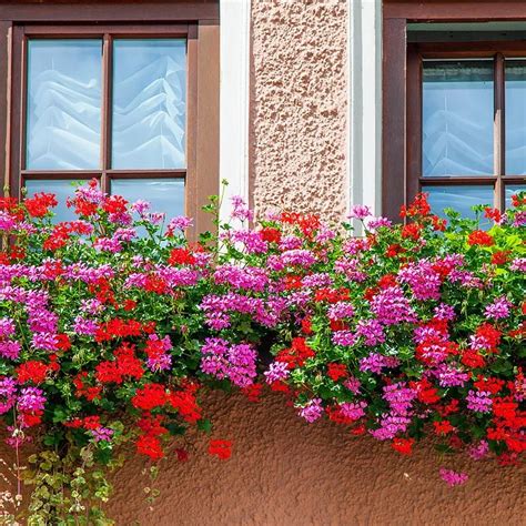 Ivy Geraniums — Thistledown Farm Oregon