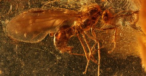 Be Glad Its Dead Ancient ‘hell Ant Found With Jaws Made To Impale
