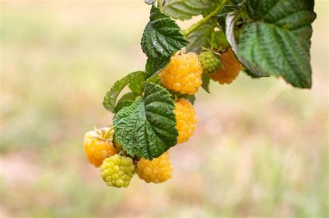 Premium Photo A Yellow Raspberry Ripens On A Bush On A Summer Day