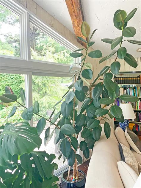 How To Make A Rubber Plant Bushy 3 Tips To Prune For Success