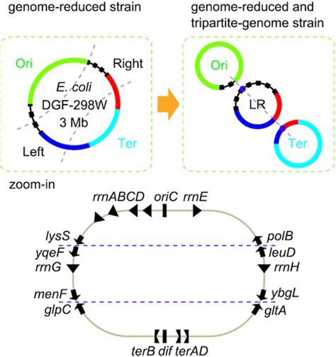 In Pieces The Segmented Genome Small Things Considered