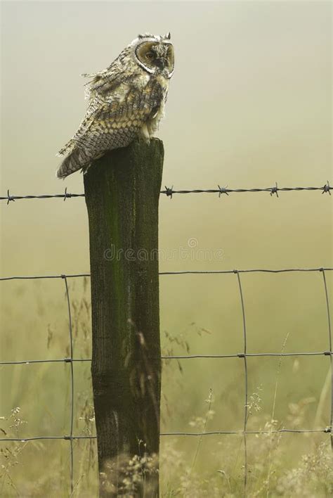 Long Eared Owl Scientific Name Asio Otus Stock Image Image Of Korea