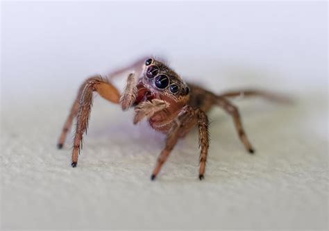 A Microscopic View Of A Spider Embryo Rspiders