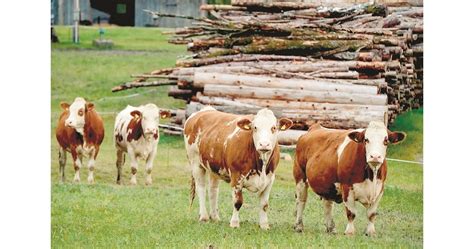 Агресивни инвазивни чужди видове се ширят в ливадите и пасищата Български Фермер