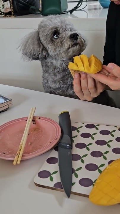 우리 은실이가 달달구리하고 잘익은 망고를 좋아해요~♡ Youtube