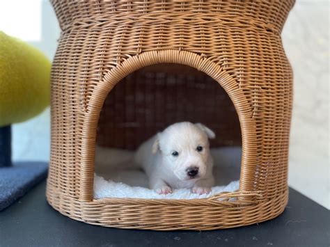 진도혼종 똘이 스피츠성격 시바견성격 시베리안허스키성격 시츄성격 요크셔테리어성격 웰시코기성격 이탈리아그레이하운드성격 치와와성격 코카스파니엘성격 폼스키성격 폼치성격 폼피츠성격
