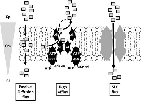 Diffusion Across Membrane