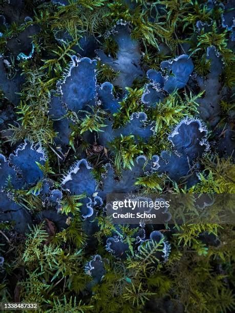 Thallus Mushroom Photos And Premium High Res Pictures Getty Images