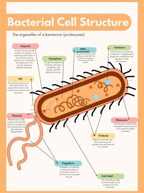 Educational Bacteria Cell Etsy Biology Facts Basic Anatomy And Physiology Biology Lessons