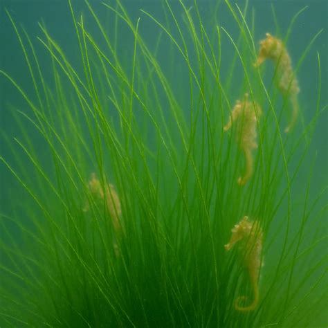 Long Sea Grass Macroalgae Grass Rock Corals Anonymous