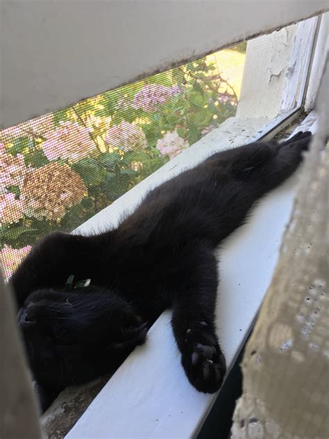 Liquorice Flavour Jelly Beans Scrolller