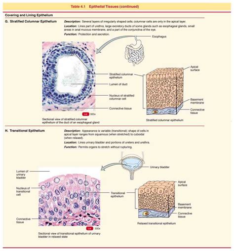 Epithelial Cell Function And Structure MedicineBTG