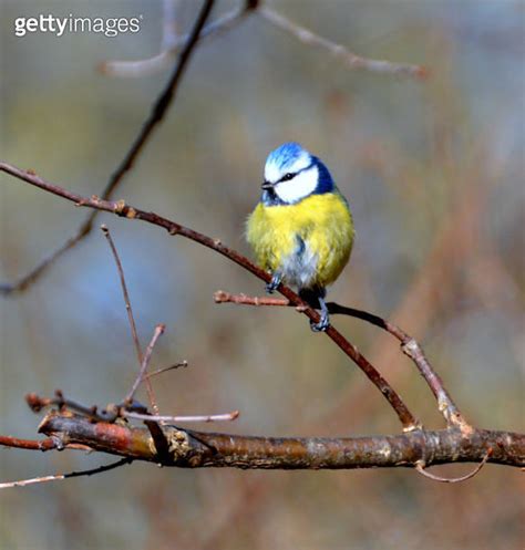 Sparrow sitting on branch in naked tree 1304494144 게티이미지뱅크