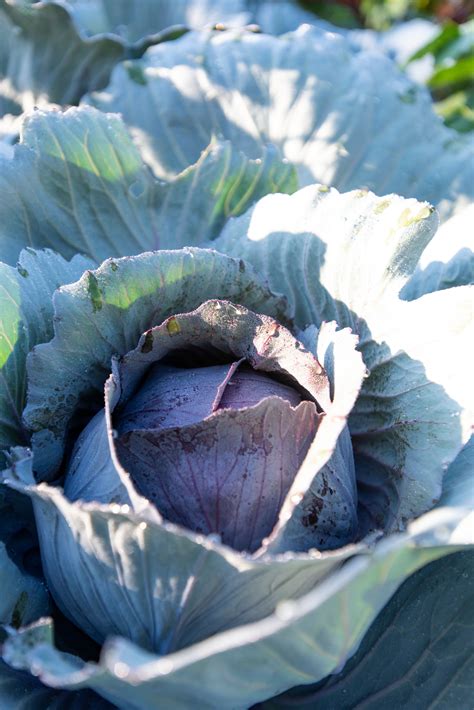 Cabbage Plant