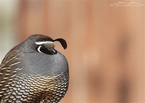 Male California Quail Close Up Seeing And Appreciating The Fine