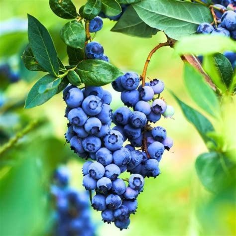 2 Blueberry Plants Live For Planting Northern Highbush