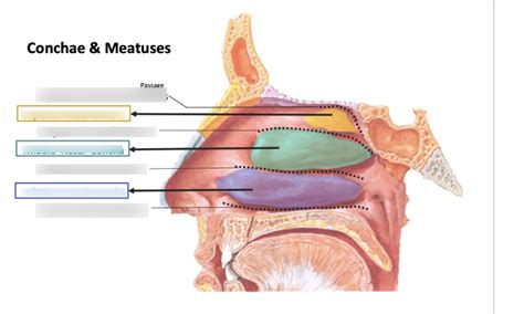 Sphenoethmoidal Recess Function