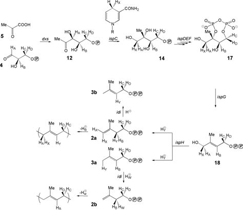 Overview Of The Stereochemical Features Of Ipp And Dmapp Biosynthesis