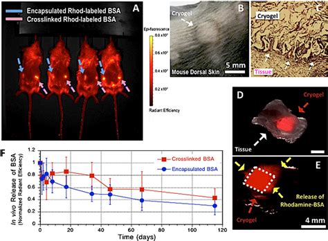 Figure 4 From Injectable Preformed Scaffolds With Shape Memory Properties Semantic Scholar