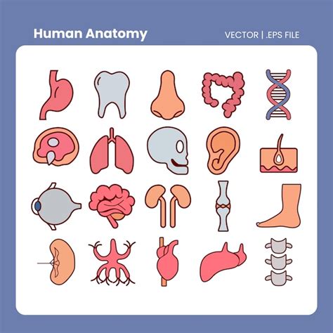 Premium Vector Human Anatomy Vector File