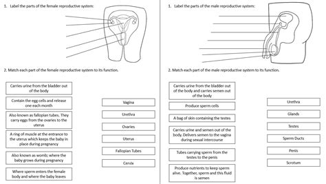 Reproductive System Quiz Ks3 At Sherlyn Weyer Blog