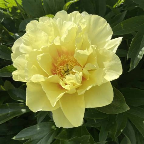 Bujor Purple Sensation Itoh Clematite Ro