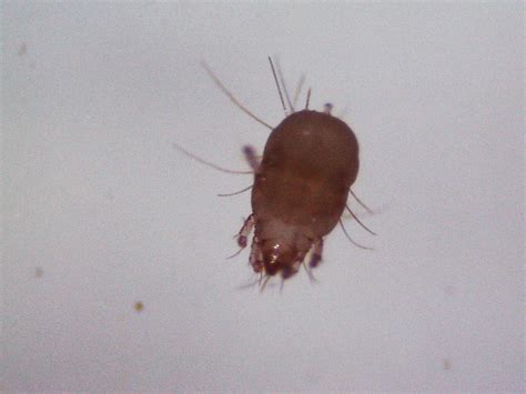 Identification Request Mites What Order Researchgate