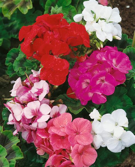Mixed Colours Hybrid Geranium Seeds Maverick Series 5275 Osc Seeds