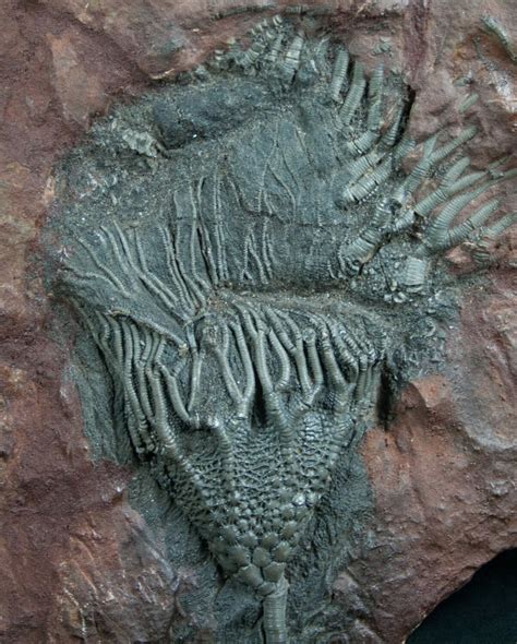 6 Moroccan Crinoid Fossil Scyphocrinites 7813 For Sale 6 Moroccan Crinoid Fossil Scyphocrinites 7813 For Sale