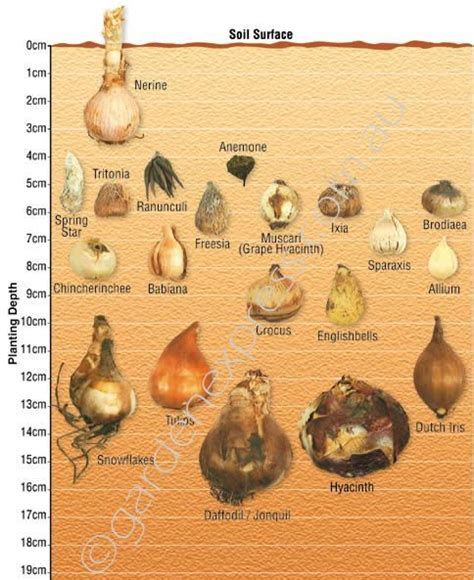Flower Bulb Identification Guide Garden Express Planting Depth