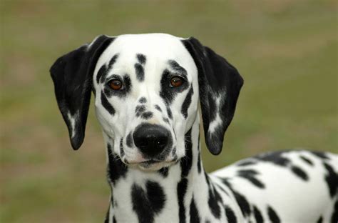 Dalmatian Characteristics Temperament Size And Lifespan Britannica