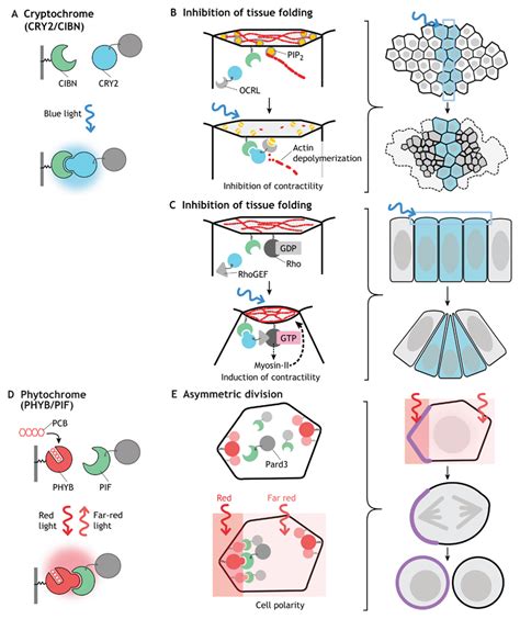 Principles And Applications Of Optogenetics In Developmental Biology Abstract Europe PMC