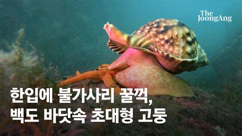 불가사리 먹는 나팔고둥에 고래상어까지신비의 섬 백도의 바닷속 영상 단독 입수 불가사리 먹는 나팔고둥에 고래상어까지신비의 섬 백도의 바닷속 영상 단독 입수