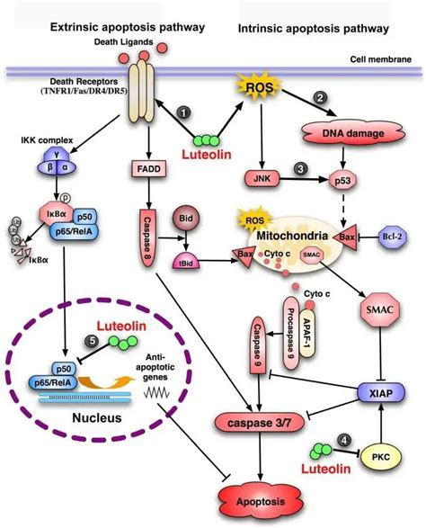 The Multifaceted Anti Cancer And Anti Aging Potential Of Luteolin