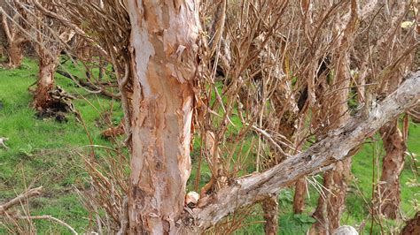 Fuchsia Excorticata Commonly Known As Tree Fuchsia Rnewzealandwildlife