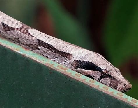 Whats The Difference Between Pythons And Anacondas Alldifferences